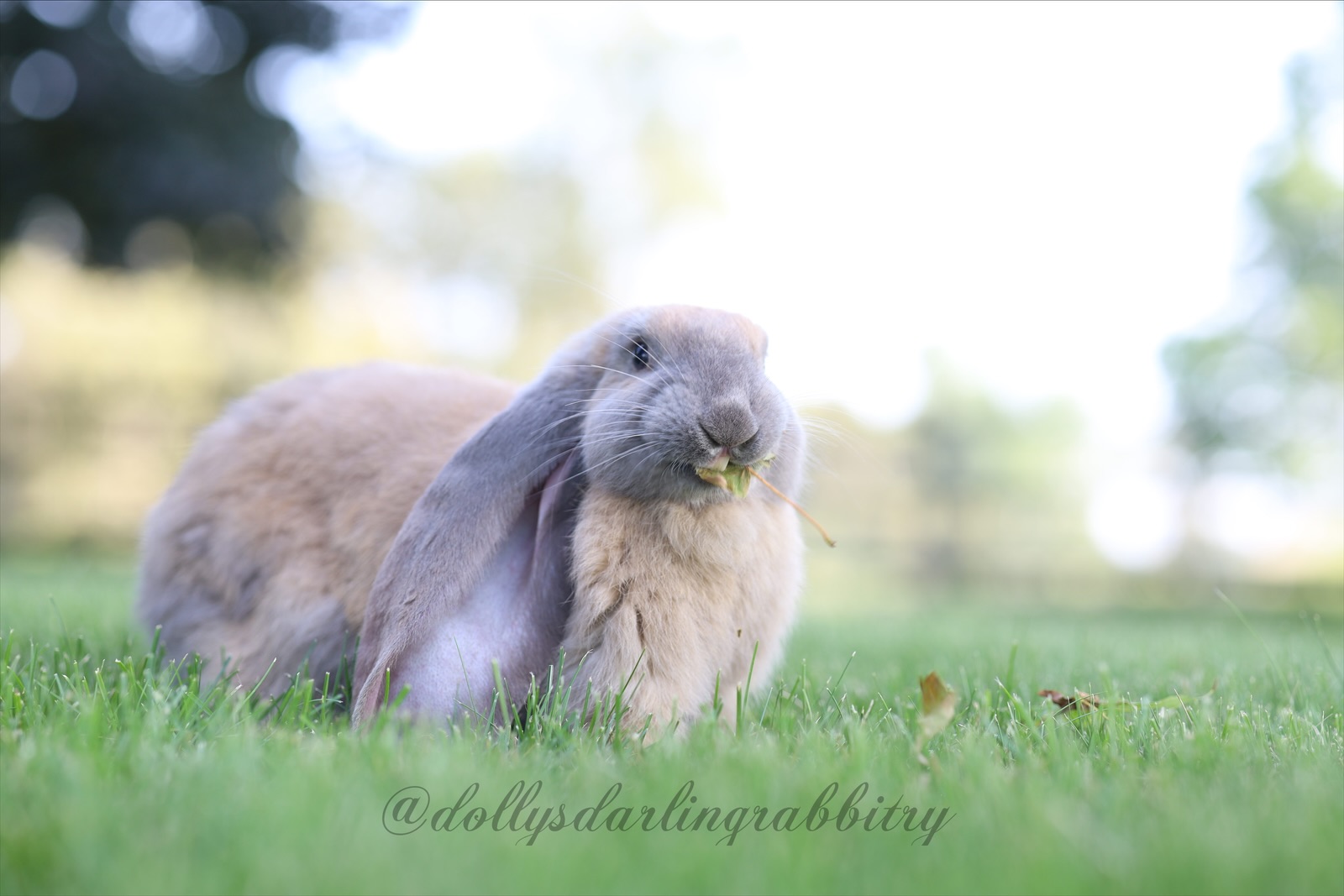 English Lops – Dolly's Darling Rabbitry