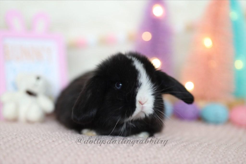 Holland Lops – Dolly's Darling Rabbitry
